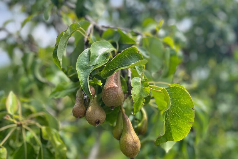 Vente exploitation cultures en France | Gasnier Agri